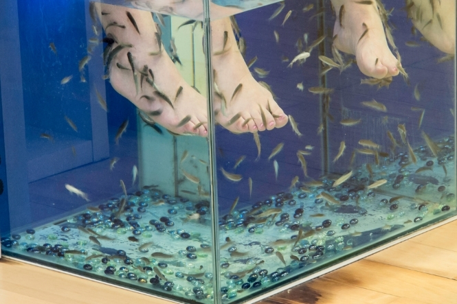Fish Pedicure: What is it & Are There Risks? – Beauty Treatment Expert